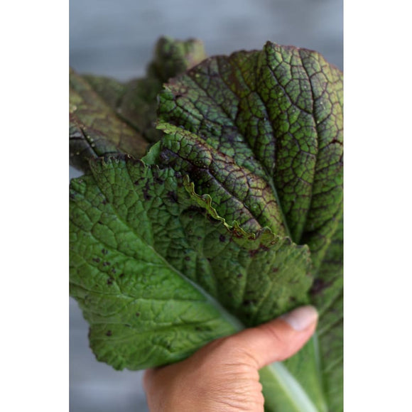 Red Giant Mustard (30 days) – Pinetree Garden Seeds