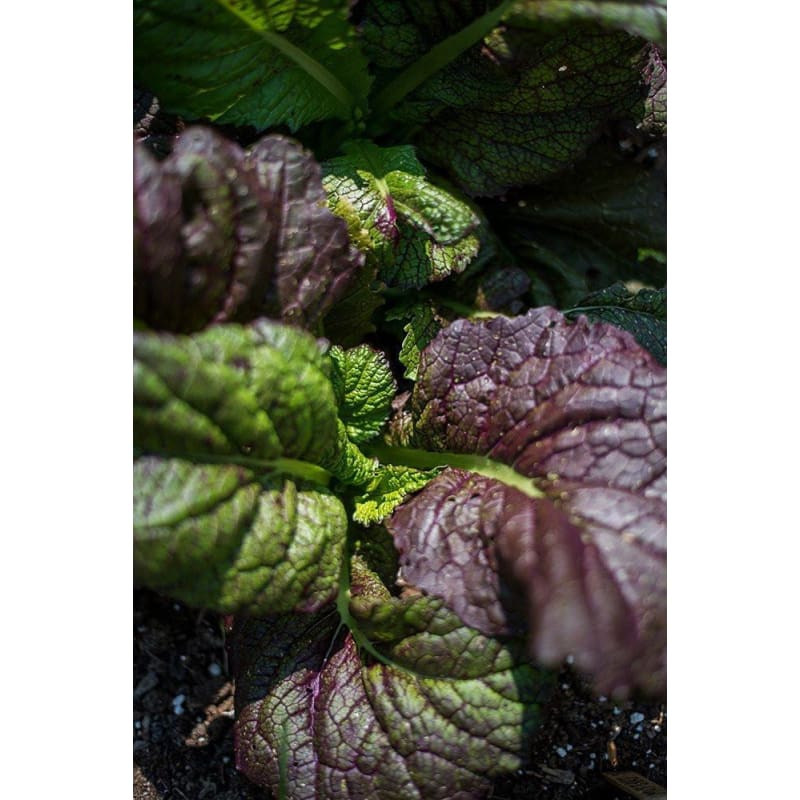 Red Giant Mustard Microgreens (1 oz) – Pinetree Garden Seeds
