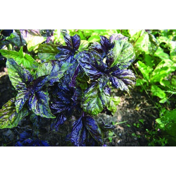 Basil – Page – Pinetree Garden Seeds