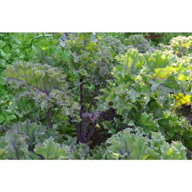 Redbor Kale (F1 Hybrid 55 Days) Brassica oleracea – Pinetree Garden Seeds