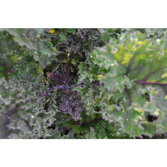 Redbor Kale (F1 Hybrid 55 Days) Brassica oleracea – Pinetree Garden Seeds