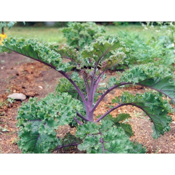 Redbor Kale (F1 Hybrid 55 Days) Brassica oleracea – Pinetree Garden Seeds