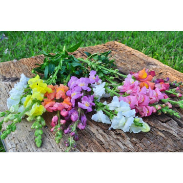 Rocket Mix Snapdragon – Pinetree Garden Seeds