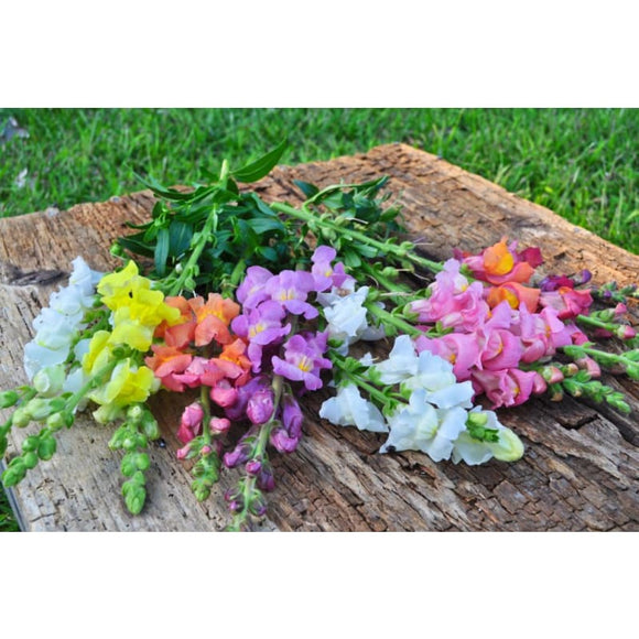 Rocket Mix Snapdragon – Pinetree Garden Seeds