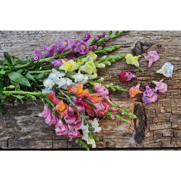 Rocket Mix Snapdragon – Pinetree Garden Seeds