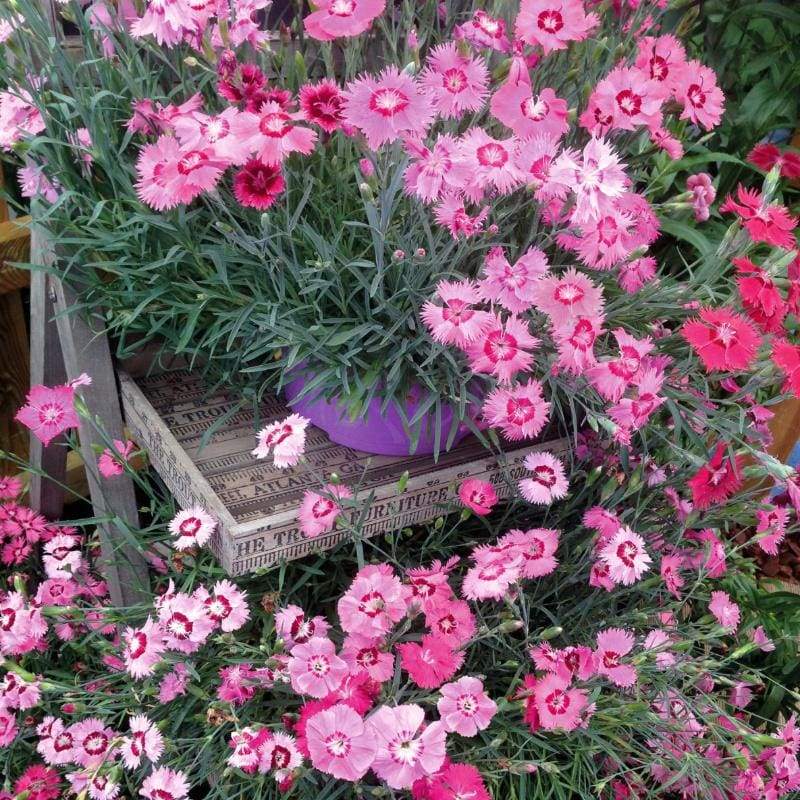 Dianthus