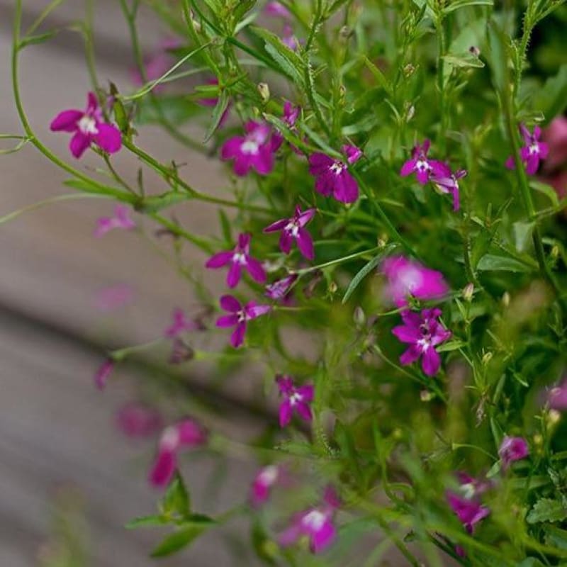 Rose Trailing Lobelia – Pinetree Garden Seeds