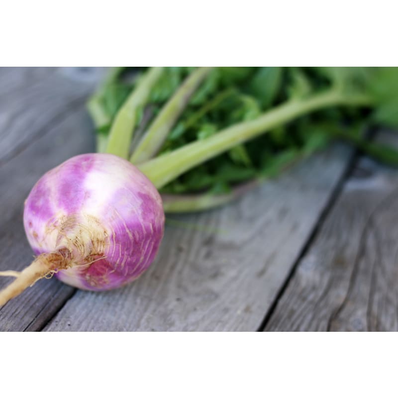 Royal Crown Turnip (F1 Hybrid, 52 Days)