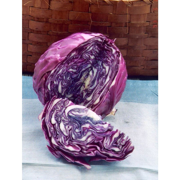 Ruby Perfection Cabbage (F1 Hybrid, 75 Days) – Pinetree Garden Seeds