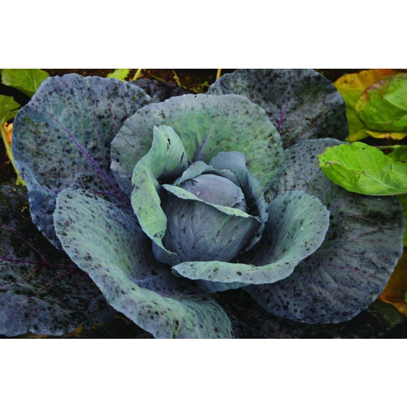 Ruby Perfection Cabbage (F1 Hybrid, 75 Days) – Pinetree Garden Seeds