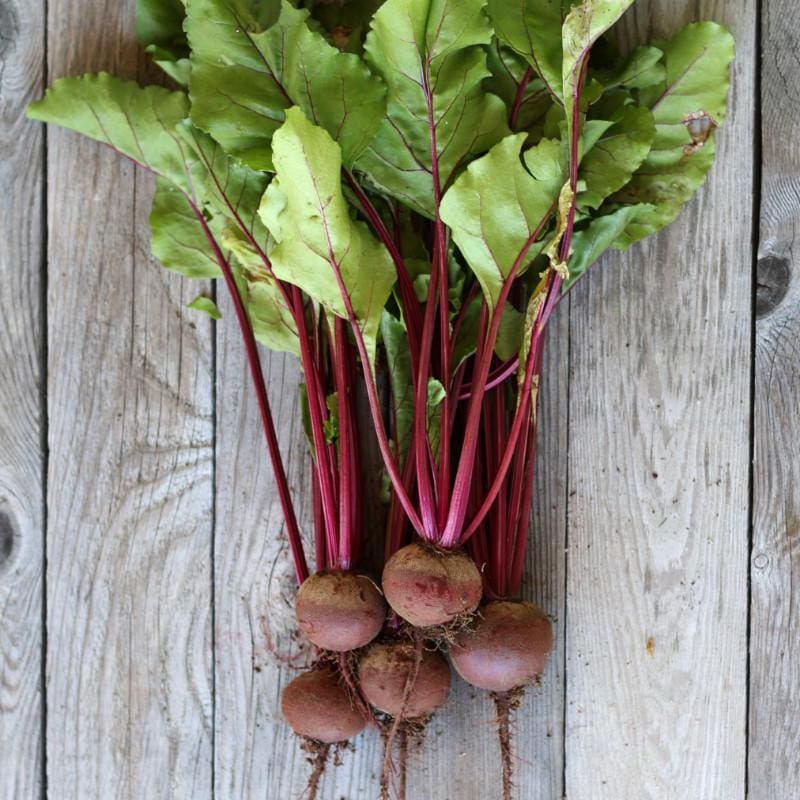 Ruby Queen Beet (60 Days) – Pinetree Garden Seeds