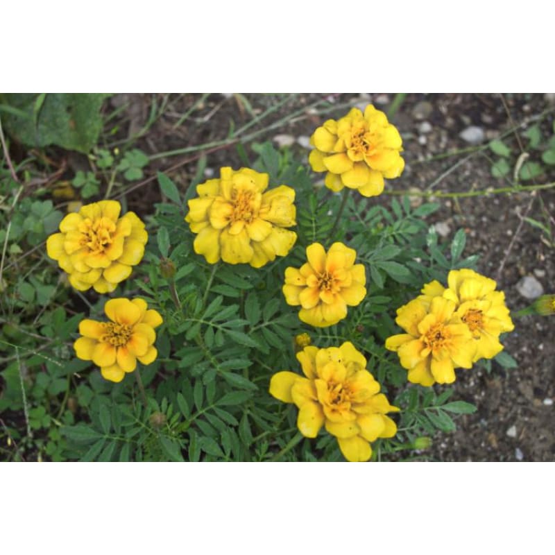 Safari Yellow Marigold