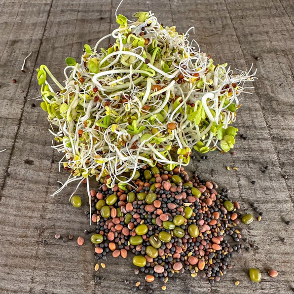 Sprouting Seeds – Pinetree Garden Seeds