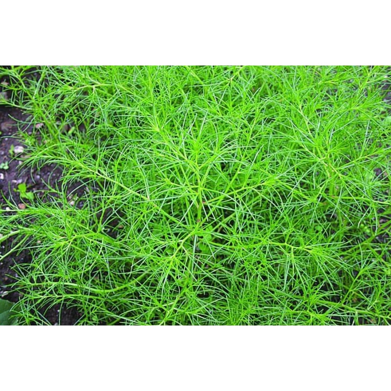 Saltwort Greens (Heirloom 40 Days)