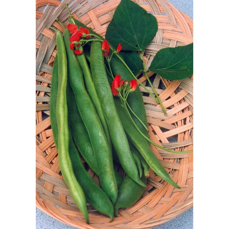 Scarlet Runner Bean (Heirloom 80 Days ) – Pinetree Garden Seeds