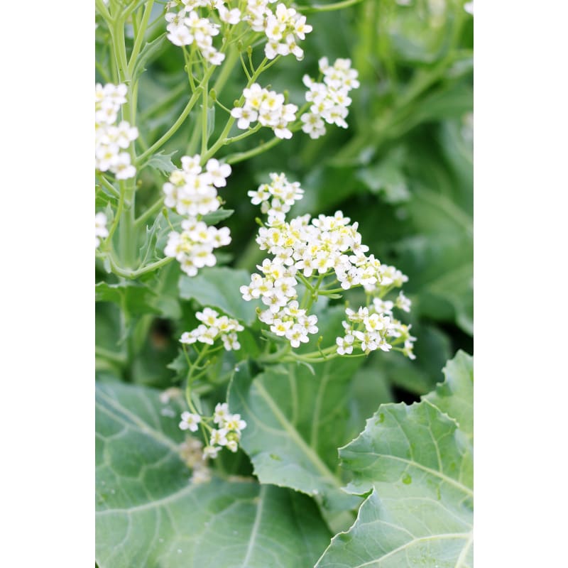 Sea Kale