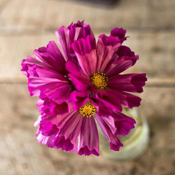 Sea Shell Mix Cosmos – Pinetree Garden Seeds