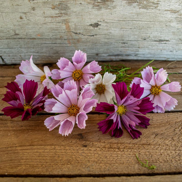 Cosmos – Pinetree Garden Seeds