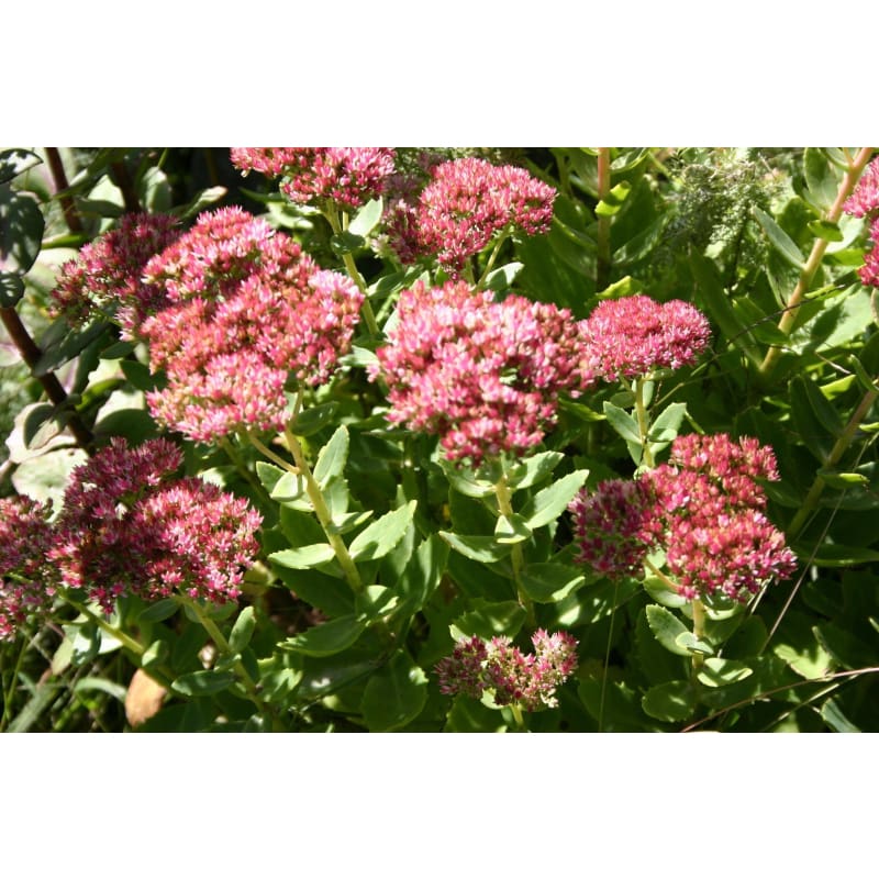 Sedum Mix – Pinetree Garden Seeds