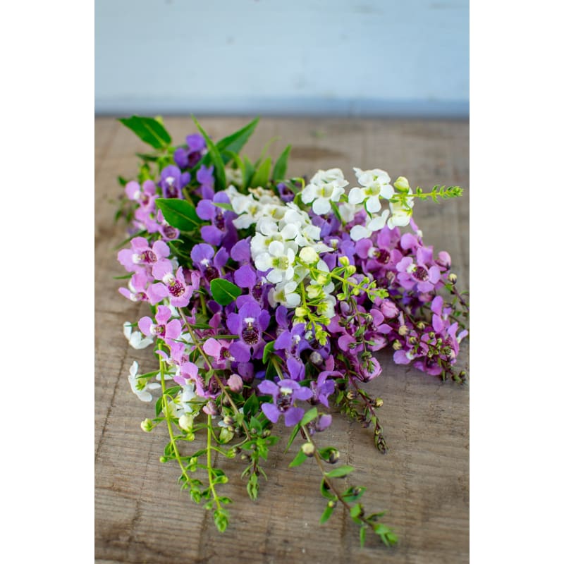 Serena Mix Angelonia