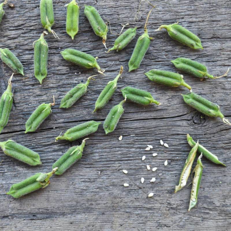 Shirogoma Sesame (85 Days) Sesame indicum