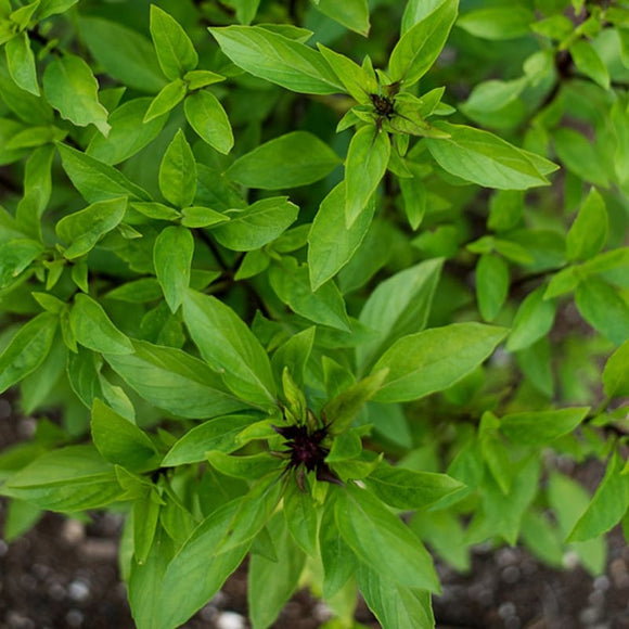Siam Queen Thai Basil – Pinetree Garden Seeds