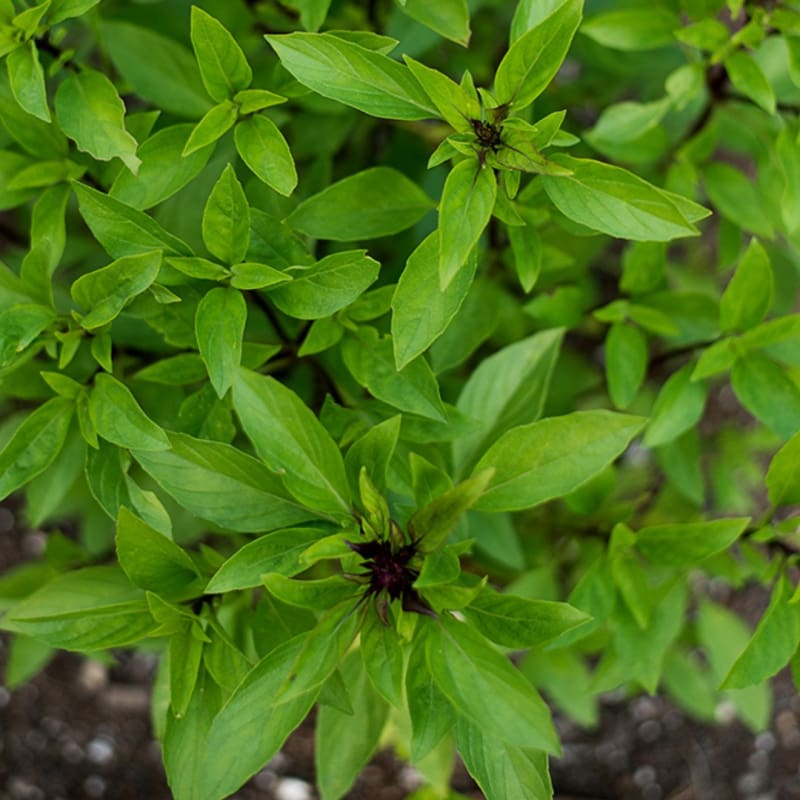 Siam Queen Thai Basil