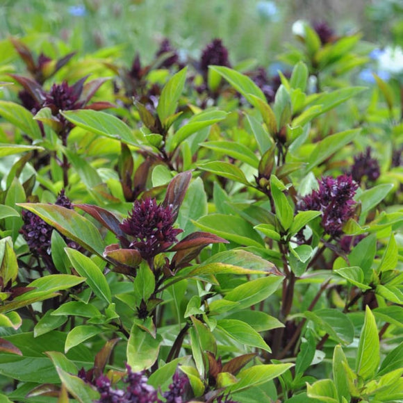 Siam Queen Thai Basil – Pinetree Garden Seeds
