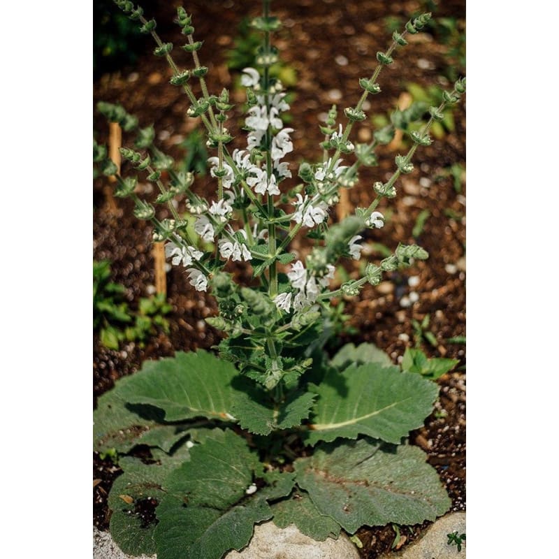 Salvia Weed Strain