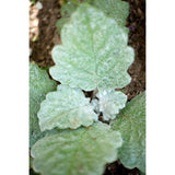 Silver Sage – Pinetree Garden Seeds