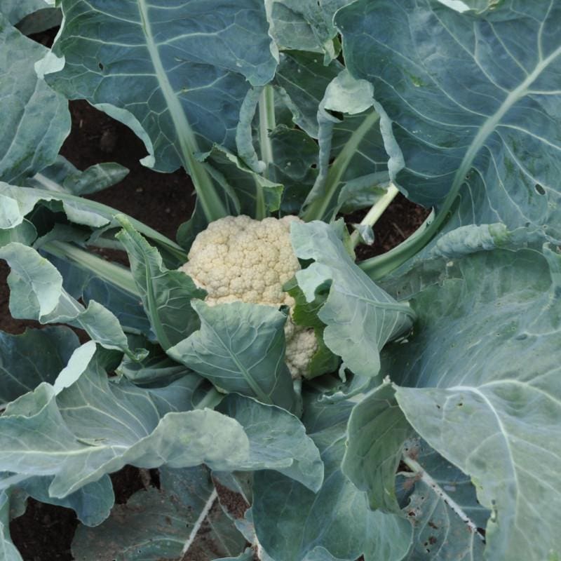 Snow Crown Cauliflower (F1 Hybrid 53 Days) – Pinetree Garden Seeds