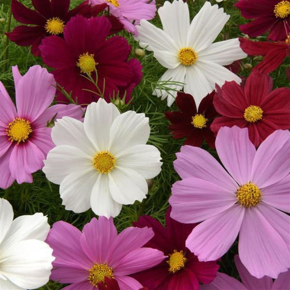Cosmos – Pinetree Garden Seeds