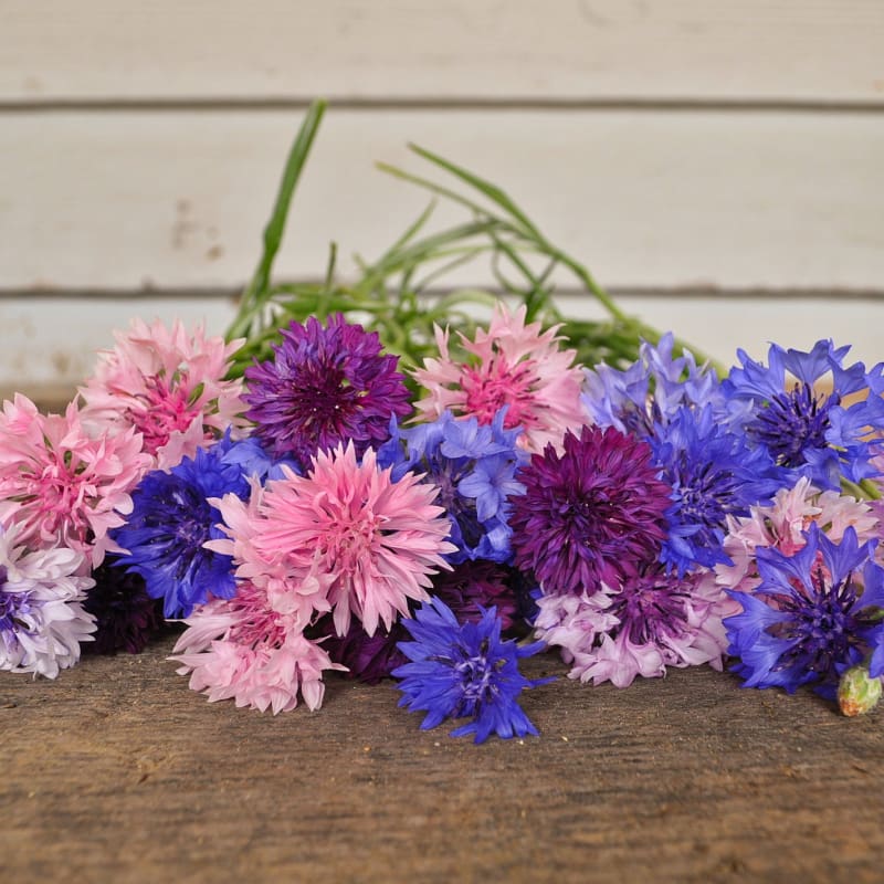 Sow and Grow Cut Flower Collection – Pinetree Garden Seeds