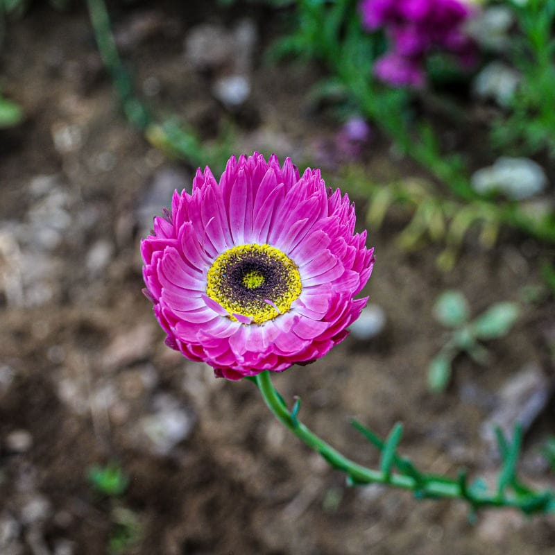 Sow and Grow Cut Flower Collection