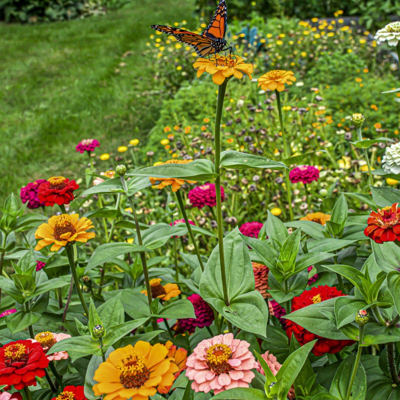 Sow and Grow Cut Flower Collection – Pinetree Garden Seeds