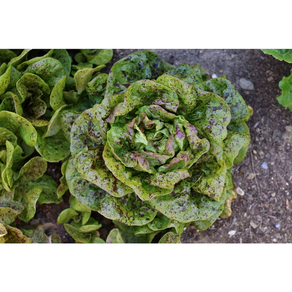 Speckled Butterhead Lettuce (Heirloom 55 days) Lactuca sativa