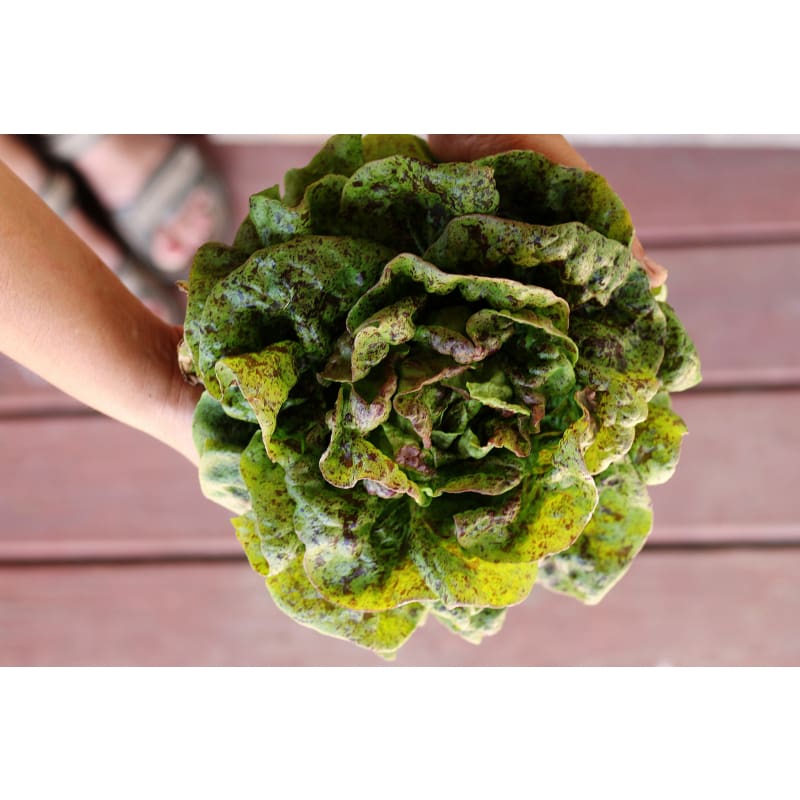 Speckled Butterhead Lettuce (Heirloom 55 days) Lactuca sativa ...