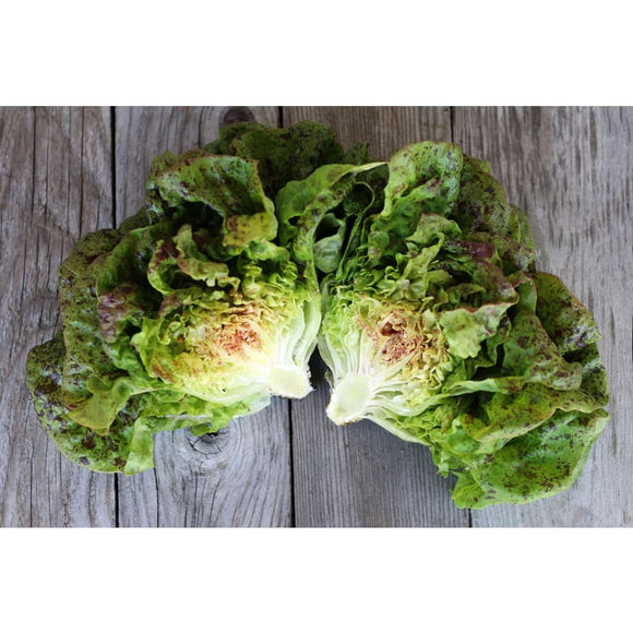 Speckled Butterhead Lettuce (Heirloom 55 days) Lactuca sativa ...