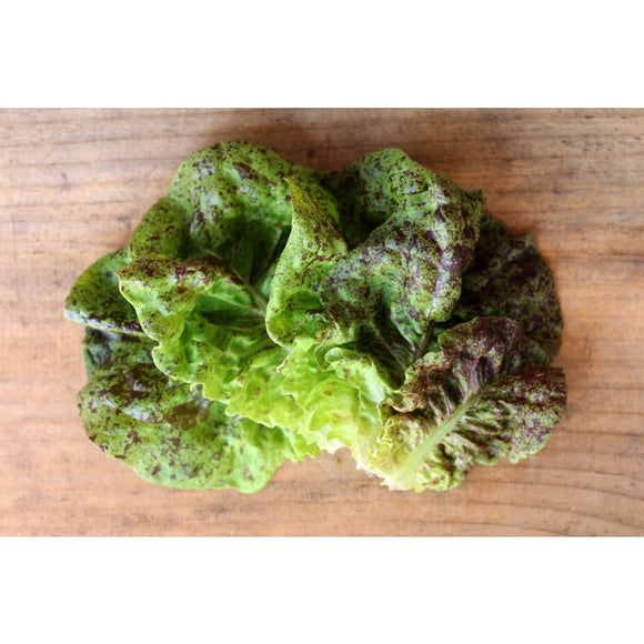 Speckled Butterhead Lettuce (Heirloom 55 days) Lactuca sativa ...
