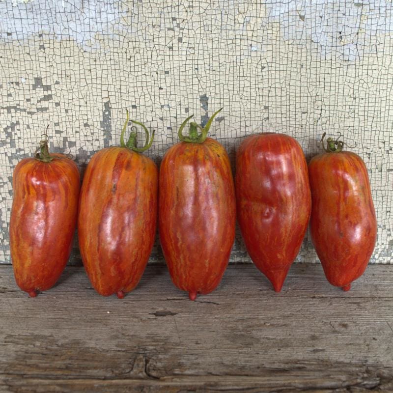 Speckled Roman Tomato (81 Days) – Pinetree Garden Seeds