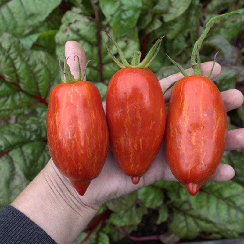 Speckled Roman Tomato (81 Days) – Pinetree Garden Seeds