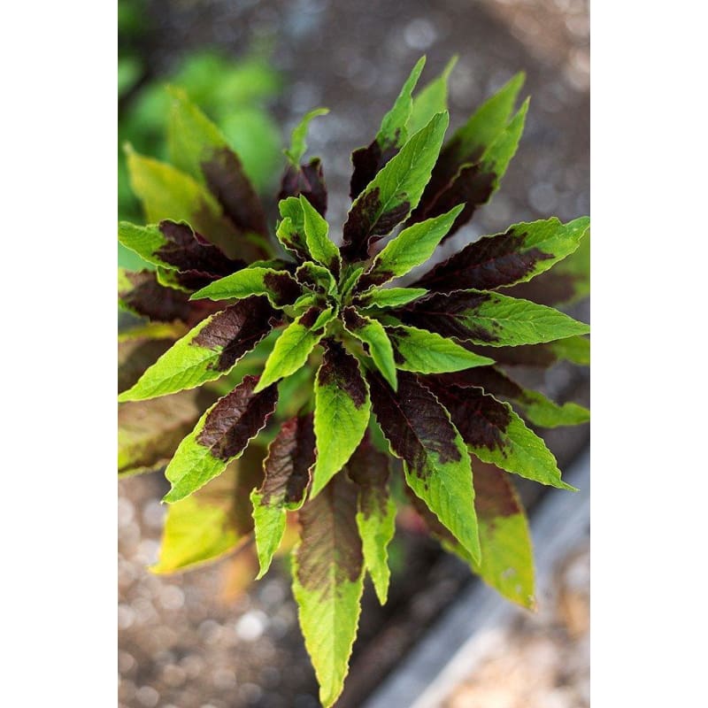 Splendens Perfecta Amaranth – Pinetree Garden Seeds