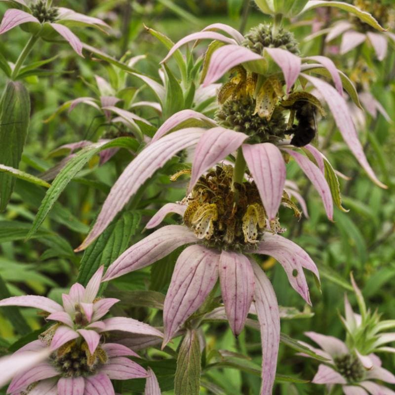 Spotted Bee Balm- Monarda