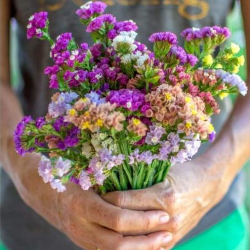 Heavenly Blue Statice