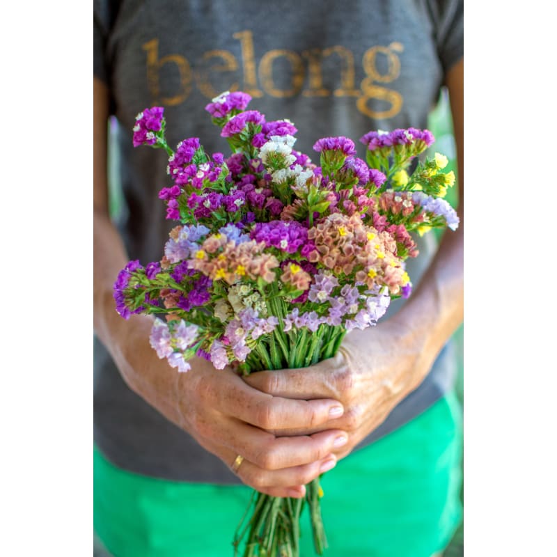 Statice Mixture – Pinetree Garden Seeds