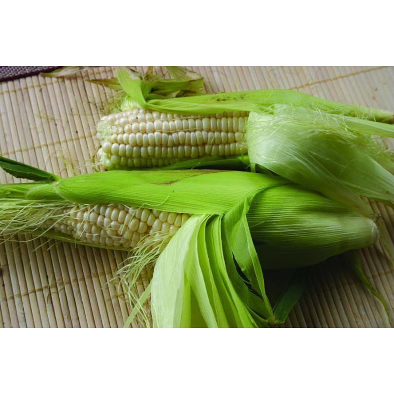 Stowells Evergreen Corn (Heirloom 90-100 Days) – Pinetree Garden Seeds