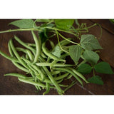 Stringless Green Pod Bush Bean (Heirloom 50 Days) – Pinetree Garden Seeds