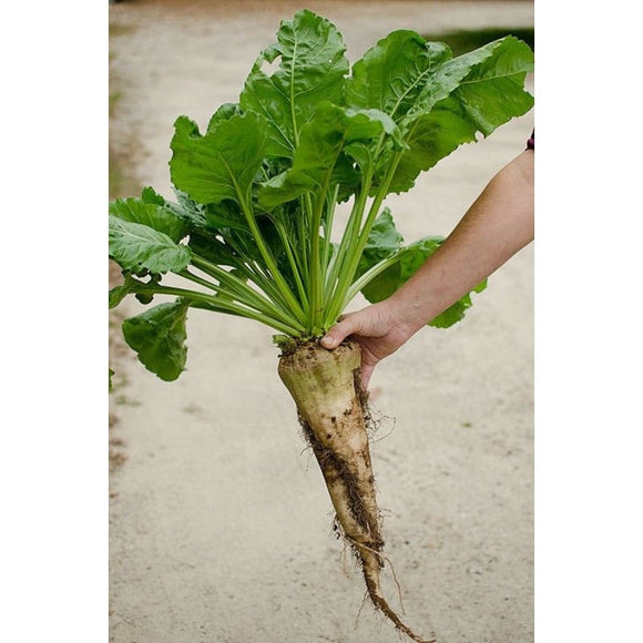 Sugar Beet (100 days) – Pinetree Garden Seeds
