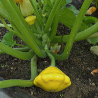 Sunburst Scallop Summer Squash (F1 Hybrid 50 Days)