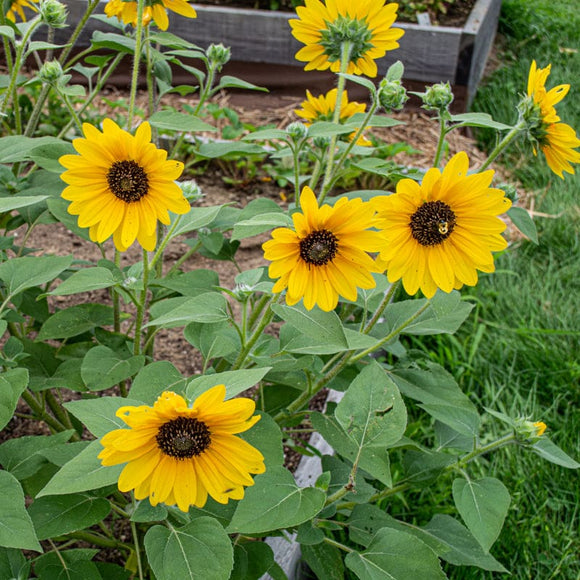 Sunfinity Sunflower – Pinetree Garden Seeds